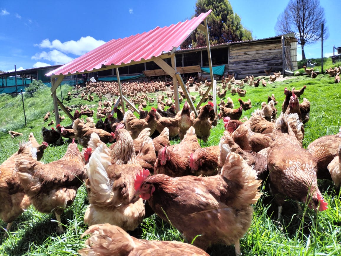 Huevos de Gallina Feliz